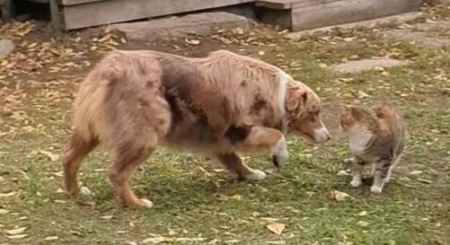 Available Mini Aussie Puppies & Adults for Adoption