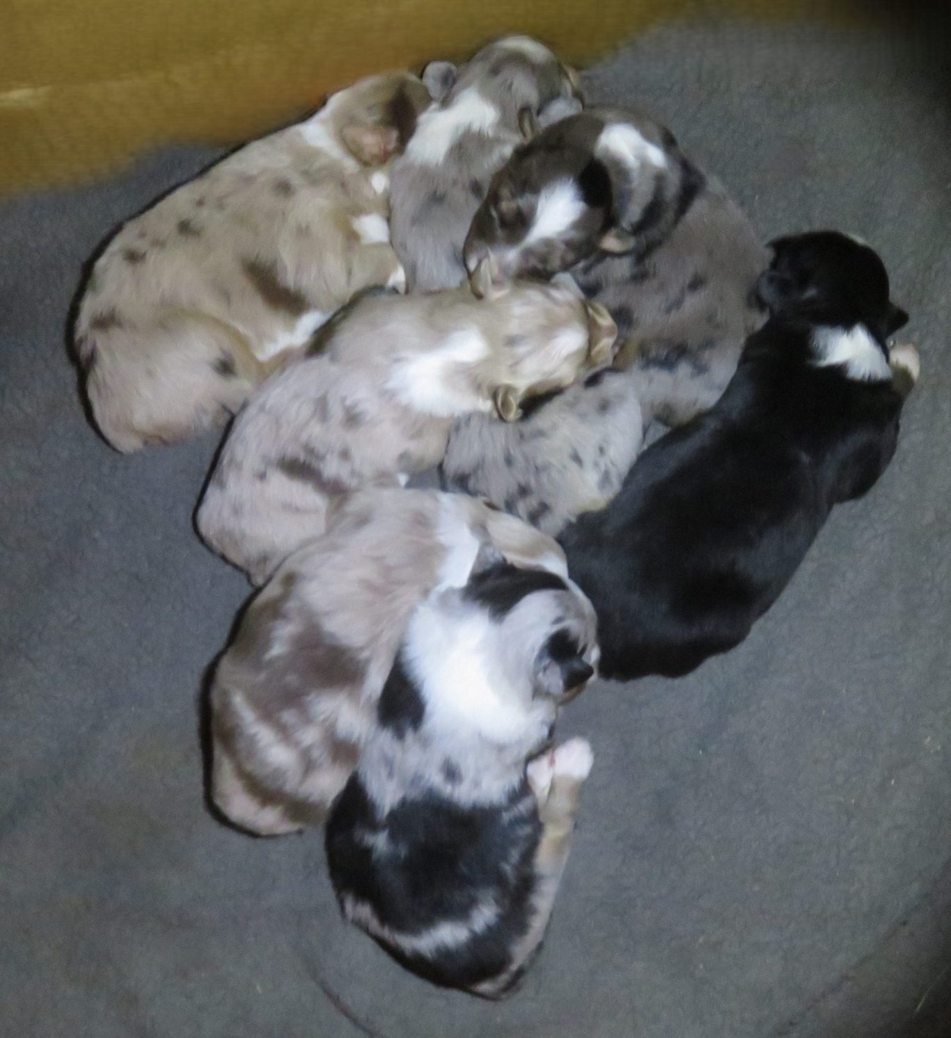 Available Mini Aussie Puppies & Adults for Adoption